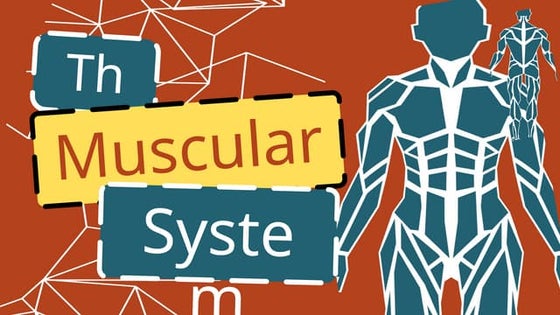 GCSE PE Revision: Antagonistic muscle pairs | PPTX