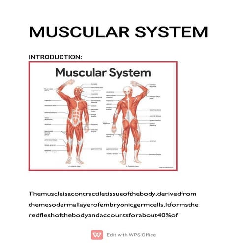 The muscular system is an organ system composed of specialized ...