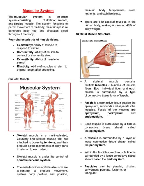 Muscular_System_Summary_Presentation.pptx