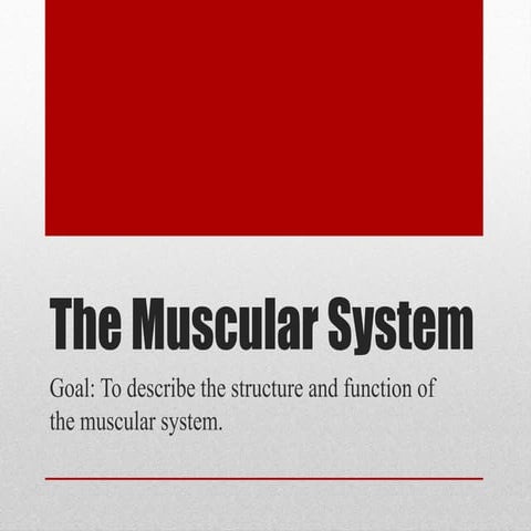 Muscular System Power Point - MUSCULAR SYSTEM | PPTX