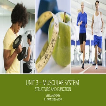 Muscular_System_Structure_and_Function.pptx