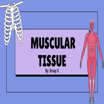 Dermal Tissue System (PLANT) – PPT Overview | PDF