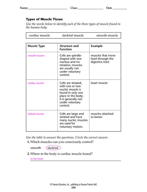 Types Of Muscle Tissue Worksheet