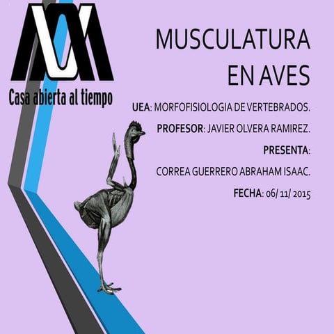 Sistema Muscular De Las Aves