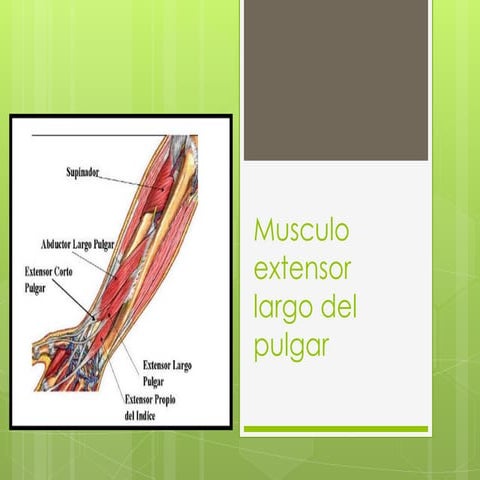 Músculo Extensor Largo Del Dedo Gordo