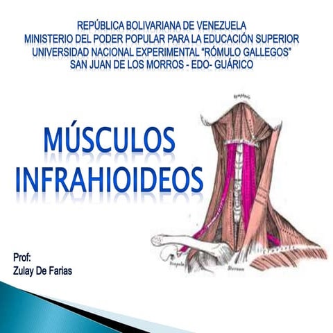 Músculos Infrahioideos | PPTX