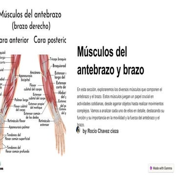 Musculos-del-antebrazo-y-brazo.pptx