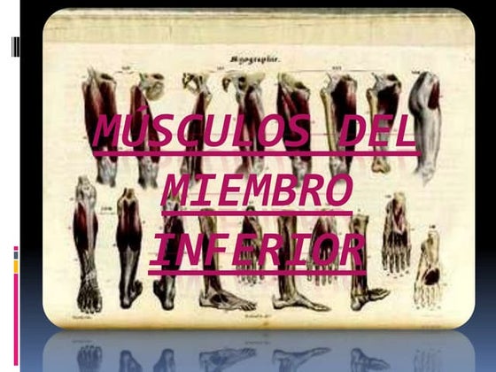 Explicacion de musculos gastrocnemios- ANATOMIA | PPT