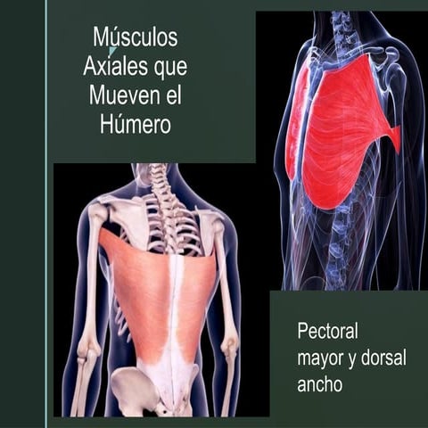 Musculos_axiales_humero.pptx bla bla bla | PPTX