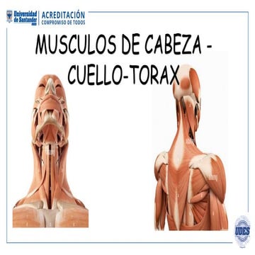 MUSCULOS CABEZA Y CUELLO anatomía2024.pptx
