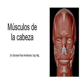Músculos de la cabeza | PDF