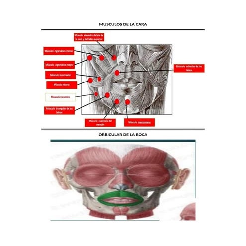 MUSCULOS DE LA CARA partes ubicación y función | DOCX
