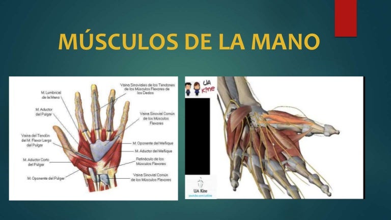 Musculos de la mano