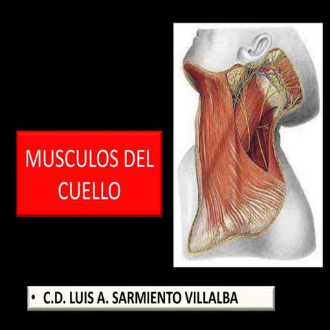 Músculos de la cara y cuello | PPTX