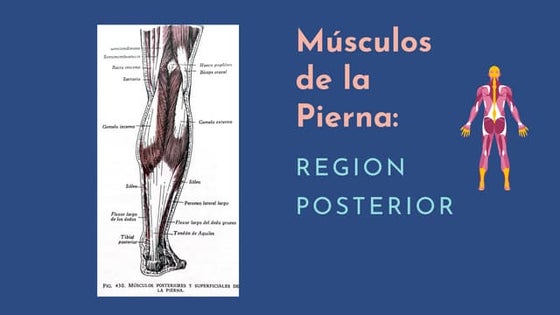 Musculos posteriores de la pierna | PPT