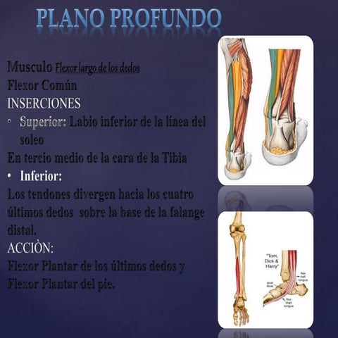 musculos de la pierna posteriores.pptx