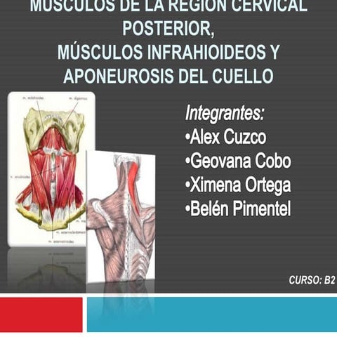 Musculos de la region cervical posterior | PPTX