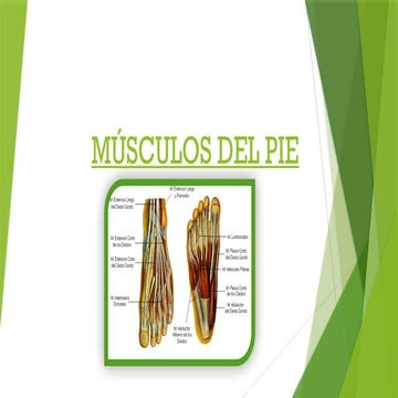 anatomía: músculos del pie | PPTX
