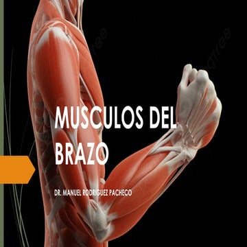 ANATOMIA DE LOS MUSCULOS DEL BRAZO Y ANEXOS.pptx