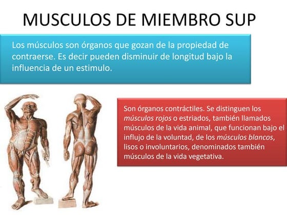 Anatomía resumen músculos - miembro superior | PPT