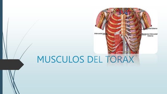 Musculos Intercostais Externos Músculos Superficiales Del Dorso