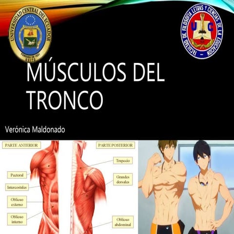 Anatomía Humana Tronco Estudio Del Cuerpo Humano De Los Huesos Del