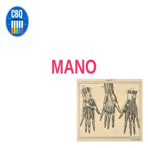 Anatomia Region Palmar | PPT