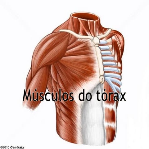 Musculos do tórax | PPS