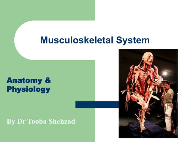 Anatomy of musculoskeletal system | PPTX
