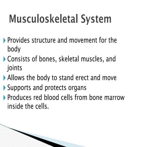 musculoskeletal_system.pptxmmmmmmmmmmmmmmmmm | PPT
