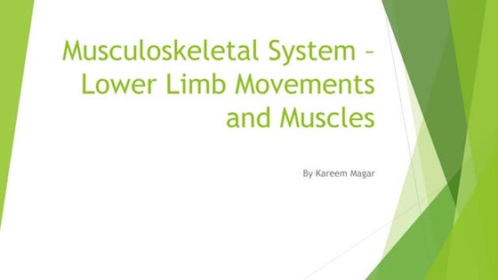 Evertor and invertor of foot | PPT