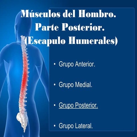 Musculos parte posterior hombro (lab anato) | PPT