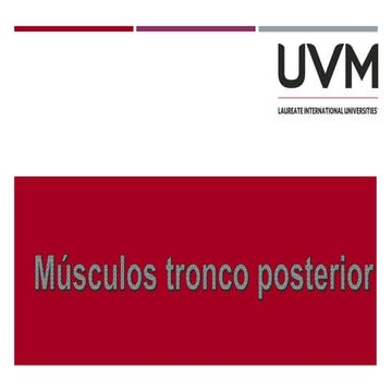 MUSCULOS DEL MUSLO.pptx