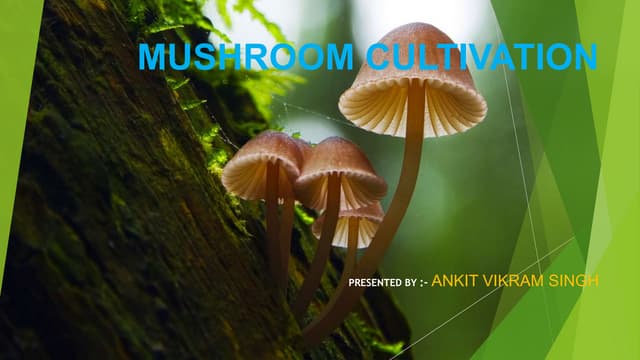 Classification of mushrooms | PDF