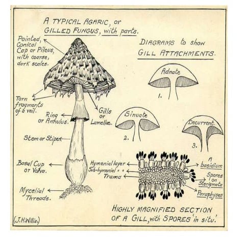 mushroom-morphology.pptx