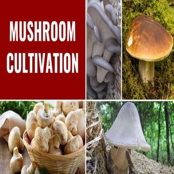 Mushroom Cultivation - Process | PPTX