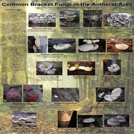 Bracket Fungi | PPT