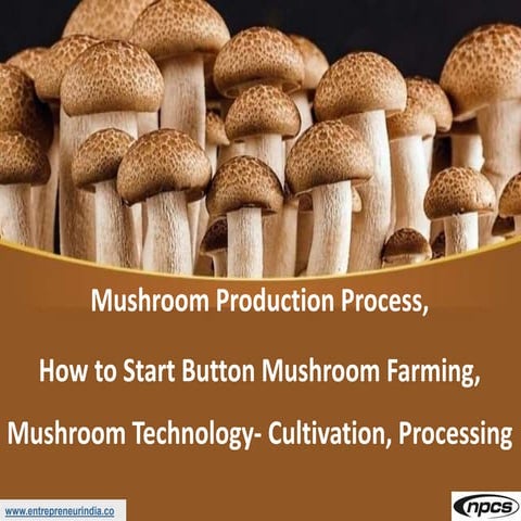 Mushroom Production Process, How to Start Button Mushroom Farming ...