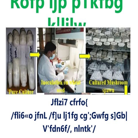 Mushroom spawn production.ppt