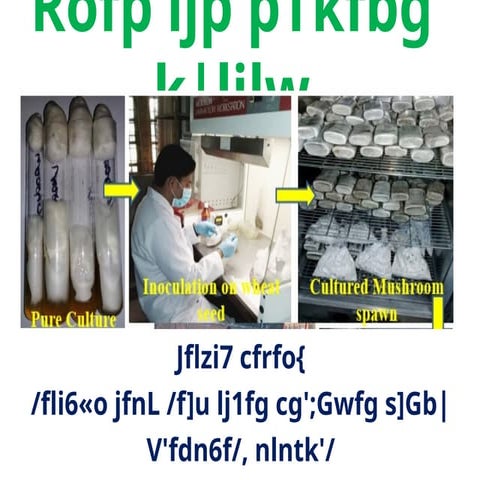 Mushroom spawn production Technology.ppt