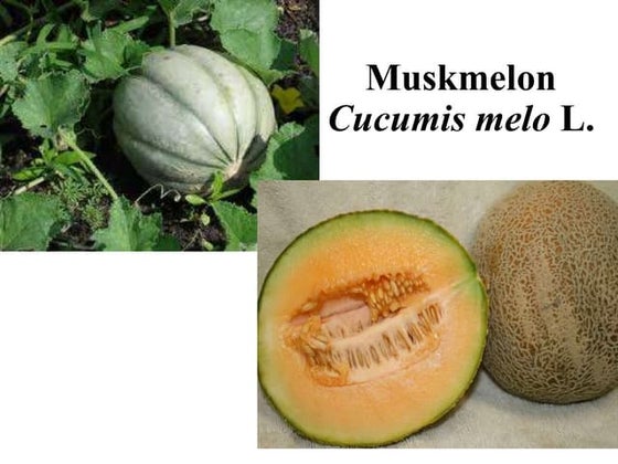Muskmelon | PPTX | Gardening | Home & Garden