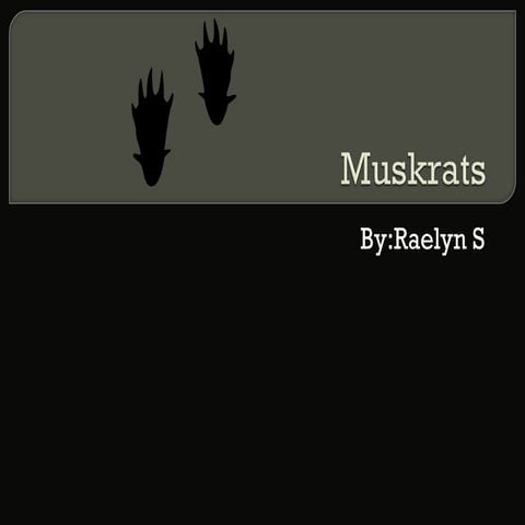 Muskrats | PPT