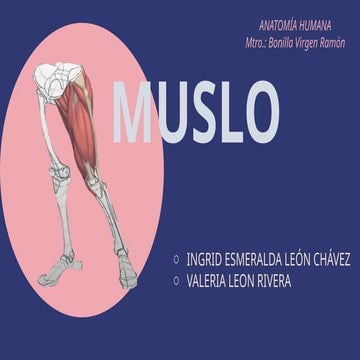 Tema - Muslo, anatomía humana Morfo II 22 | PPTX