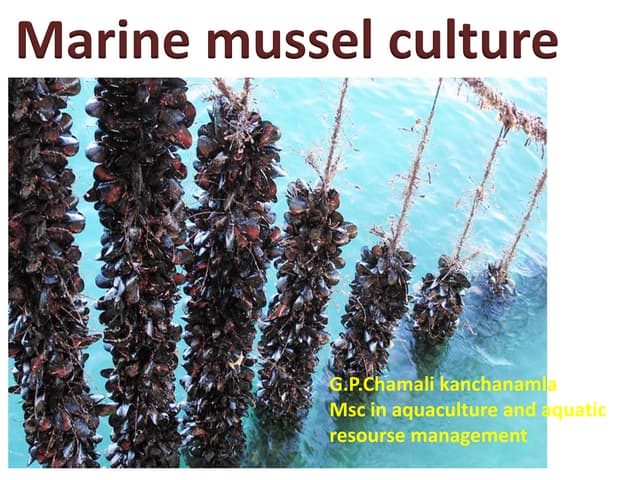 Culture Methods of Mussels | PPTX