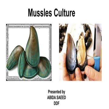 Culture Methods of Mussels | PPTX