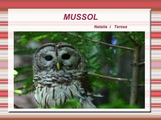 Scolopendra cingulata | PPTX