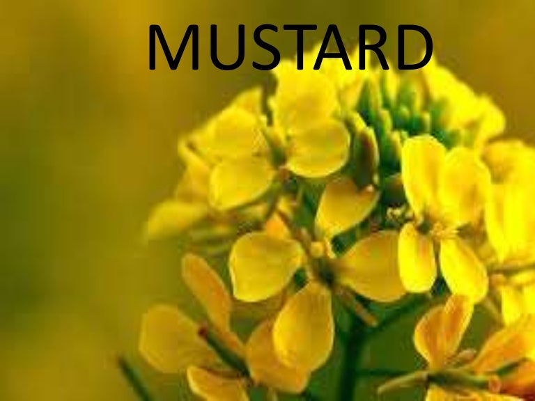 Mustard
