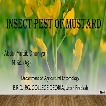 Mustard Aphid ;- damage and its management | PDF