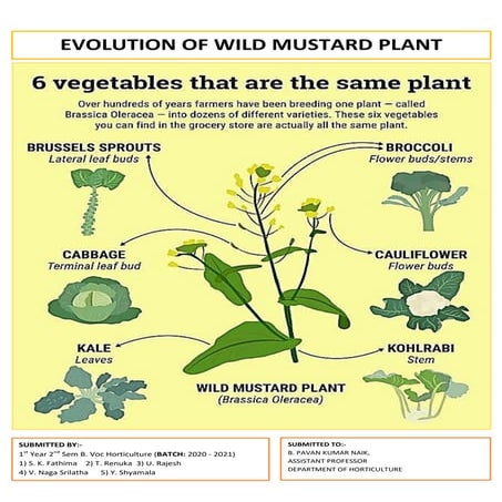 Mustard evolution | PDF
