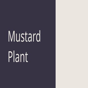 Mustard Plant, It's Origin, Breeding point of view | PPTX